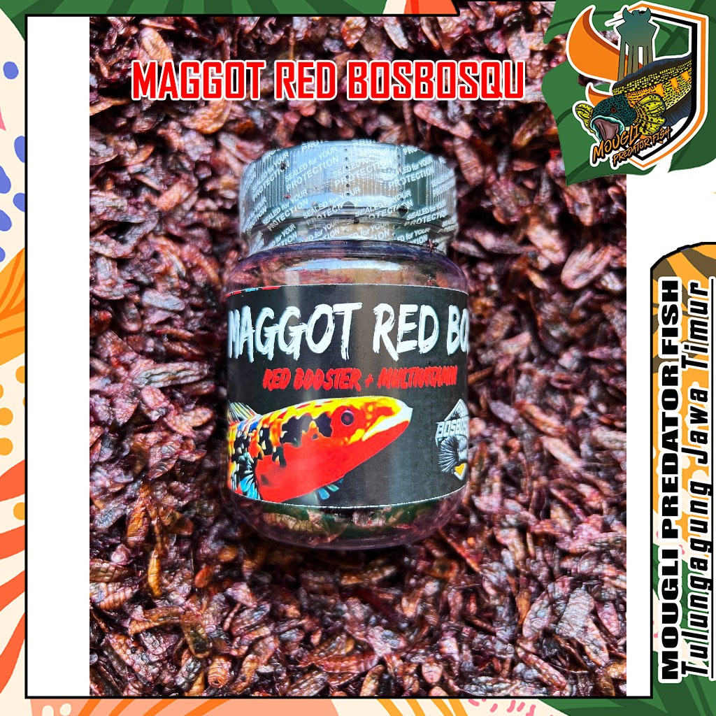 MERAH Maggot RED (RED) @BOS BOS QU GRADE A+ FREE STICKERS (NEW FORMULA ...