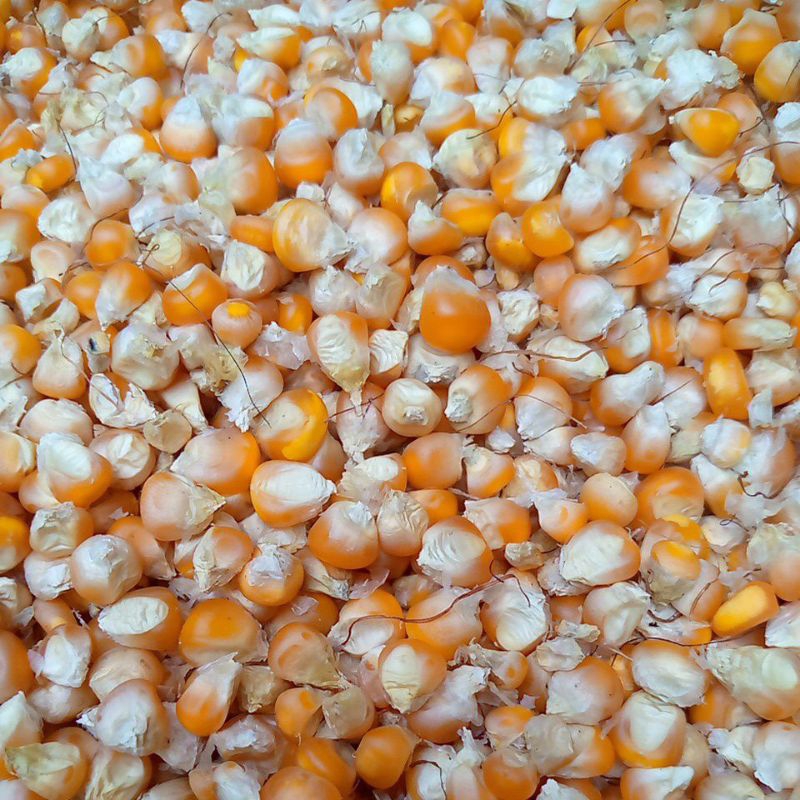 Yellow corn poultry feed 5kg | Shopee Malaysia