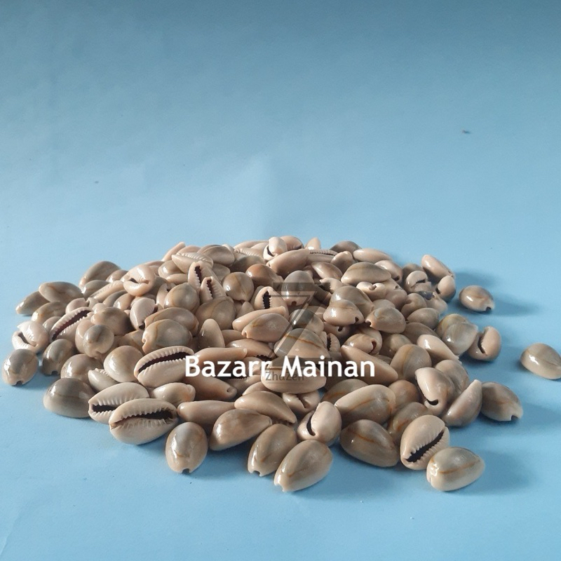 (50PCS) Original KEONG SEEDS / ORIGINAL SHELL SEEDS / CONGKLAK SEEDS ...