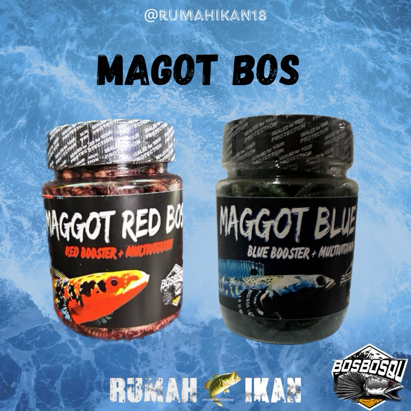 MERAH Maggot RED RED RED BLUE BLUE BOS Boss QU 30g GRADE A+ FREE ...