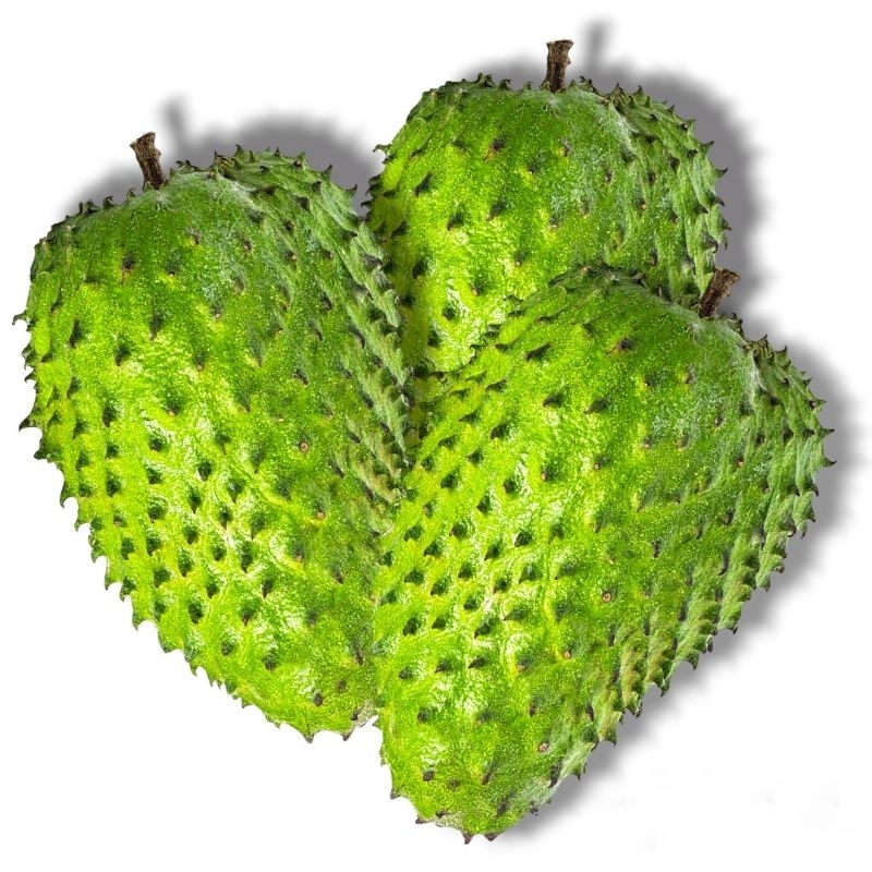 REPLIKA Replica Soursop Fruit / Fruit Replica / Fruit dummy / Children ...