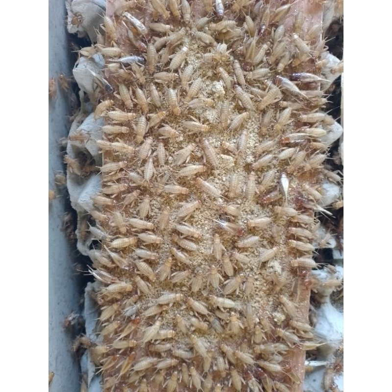 Turmeric Honey Cricket Eggs (250gram) | Shopee Malaysia