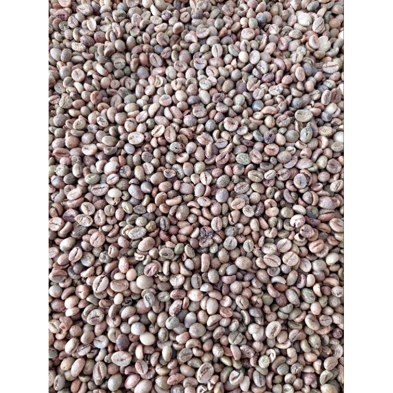 Green bean Robusta Lampung Robusta - Natural Process (5kg) | Shopee ...