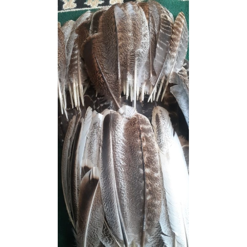 Inner turkey wing feathers (lower) | Shopee Malaysia