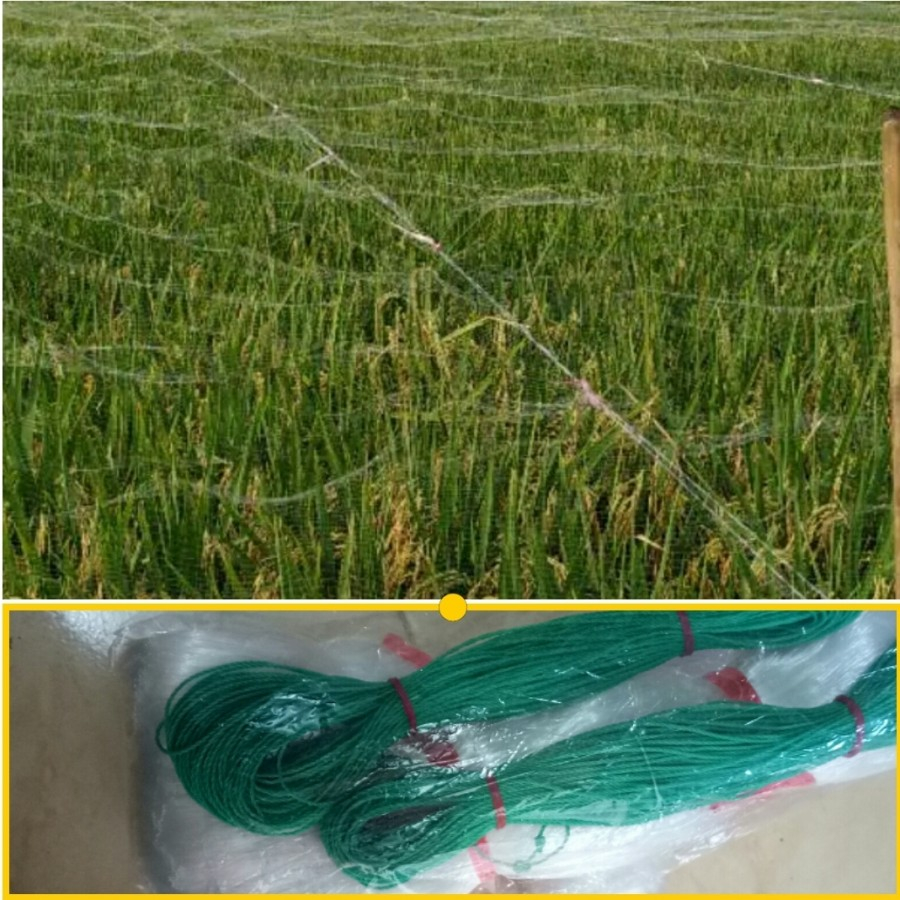 Bird Netting Rice Protection Netting 5x 90m Hole 2x2cm | Shopee Malaysia
