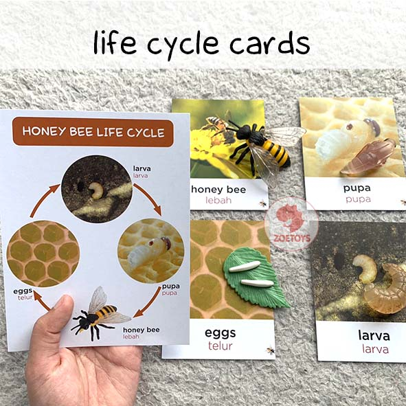 Zoetoys Life Cycle Cards | Flashcards Animal Life Cycle Card of Animals ...
