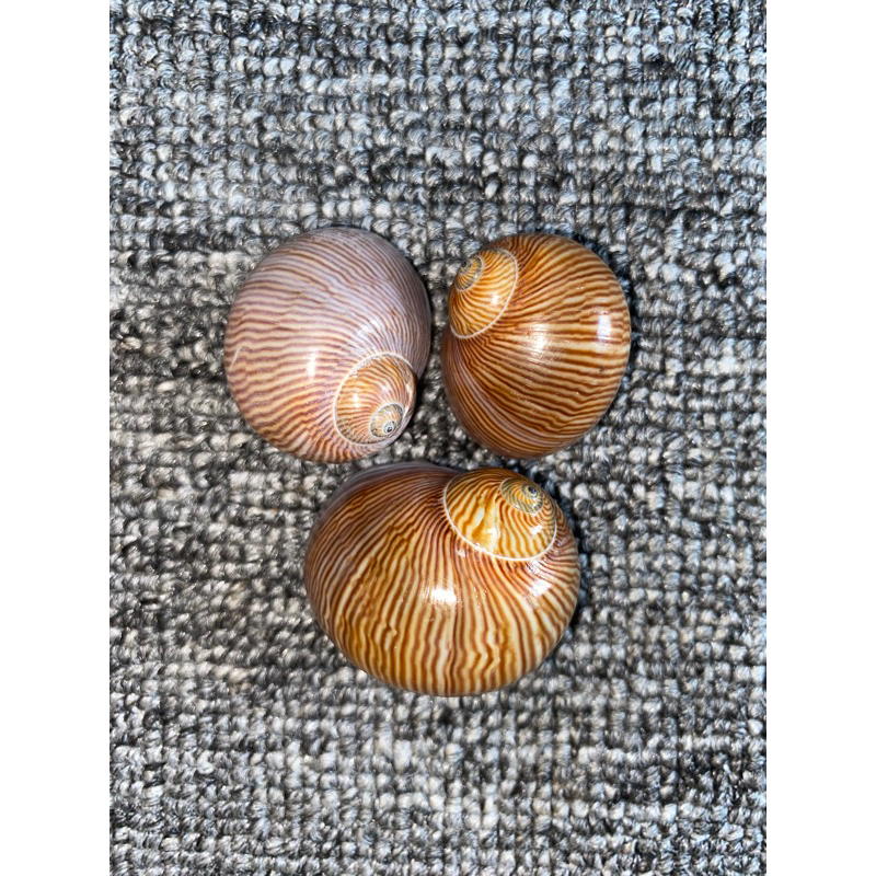 Tanea LINEATA SHELL SHELL SHELL SHELL SHELL SHELL SHELL | Shopee Malaysia