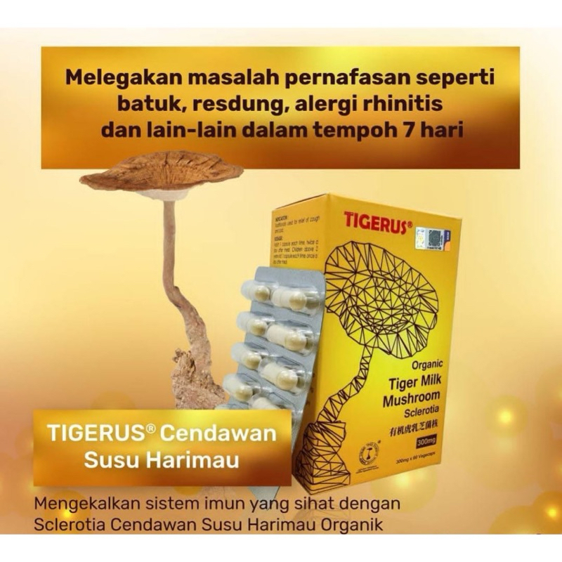 Original TIGERUS ORGANIC TIGER MILK MUSHROOM | Shopee Malaysia