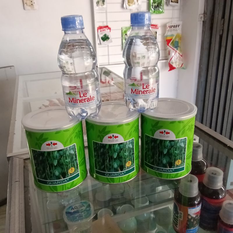 HIJAU MERAH Virus Resistant Jumbo Long Bean Seeds, Guarda F1 new name ...