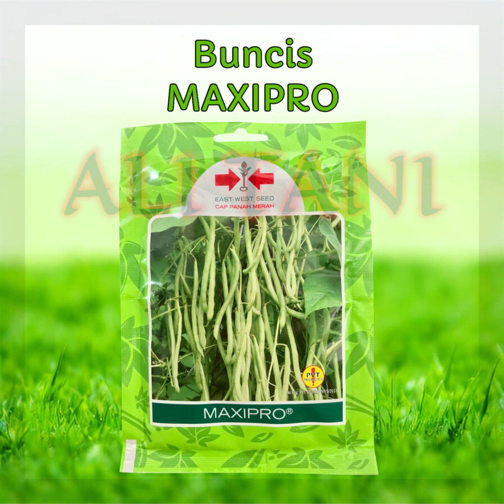 MAXIPRO Kemasan 225 Butir Benih/Bibit Buncis | Shopee Malaysia