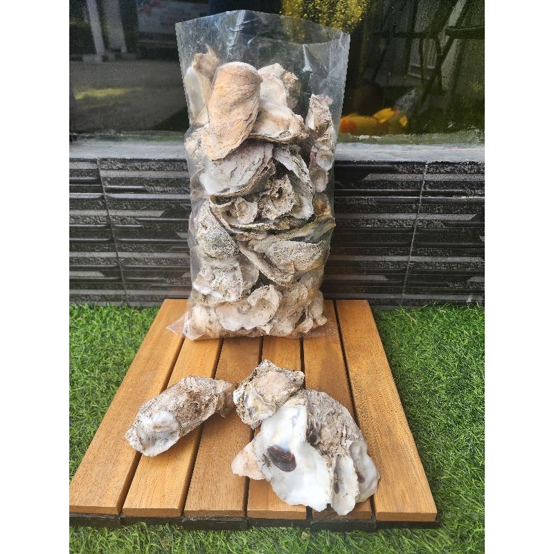 Shell filter media, oyster filter media, oyster filter media, clam ...