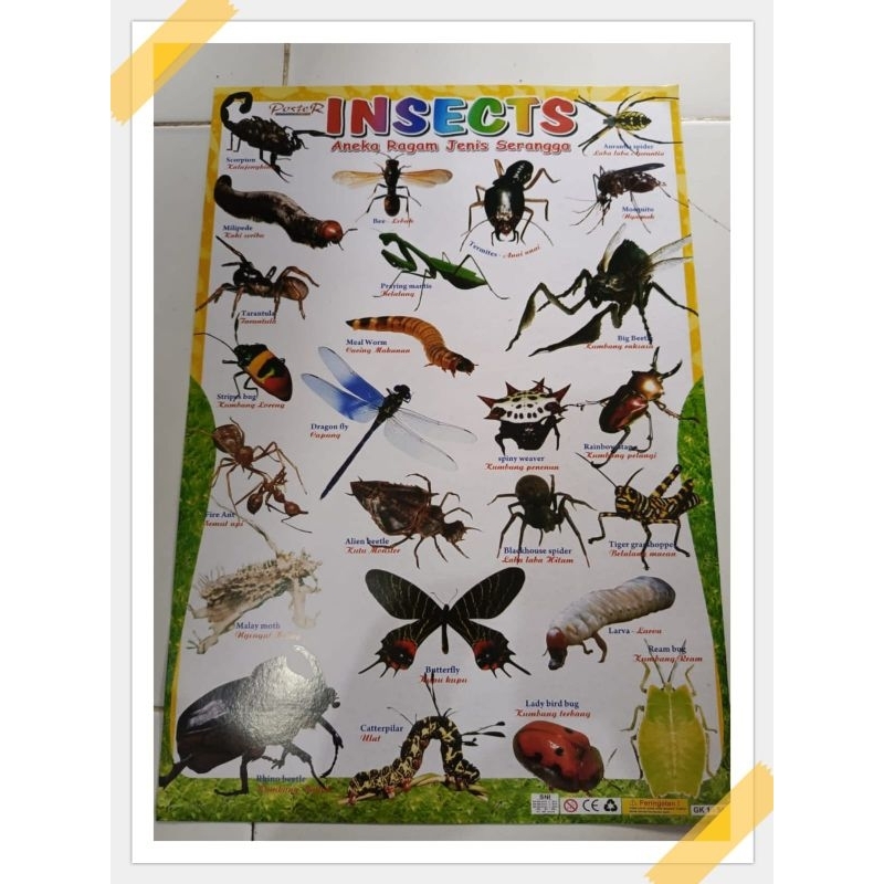 Posters Of Various Types Of Insects | Shopee Malaysia