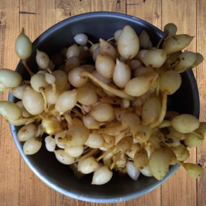 PUTIH Emprit ginger / gombyok white turmeric / lawak meet / turmeric ...