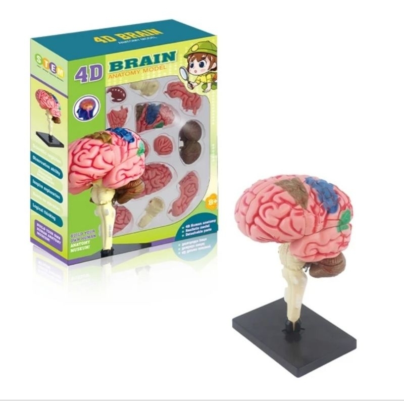Human body anatomy model toy Brain human Brain toys human Brain props ...
