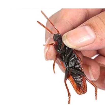 Fake Cockroach Cockroach Plastic Cockroach prank Toy | Shopee Malaysia