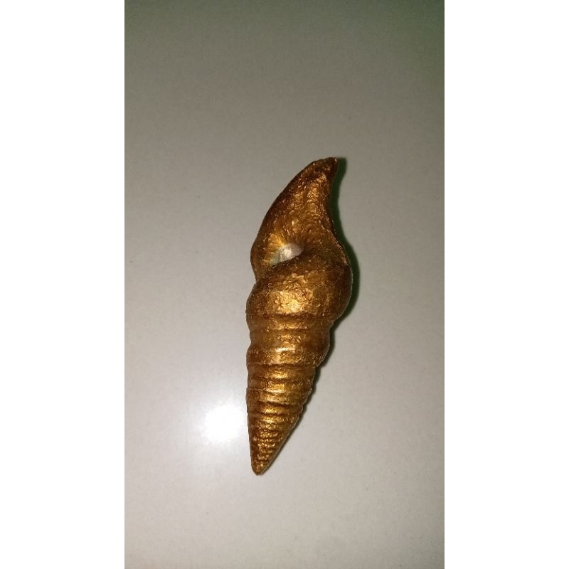 Yellow Threaded Conch King | Shopee Malaysia