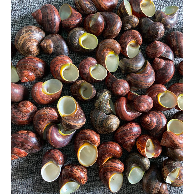 Turbo PETHOLATEX SHELL SHELL SHELLS / KELOMANG HOUSE | Shopee Malaysia