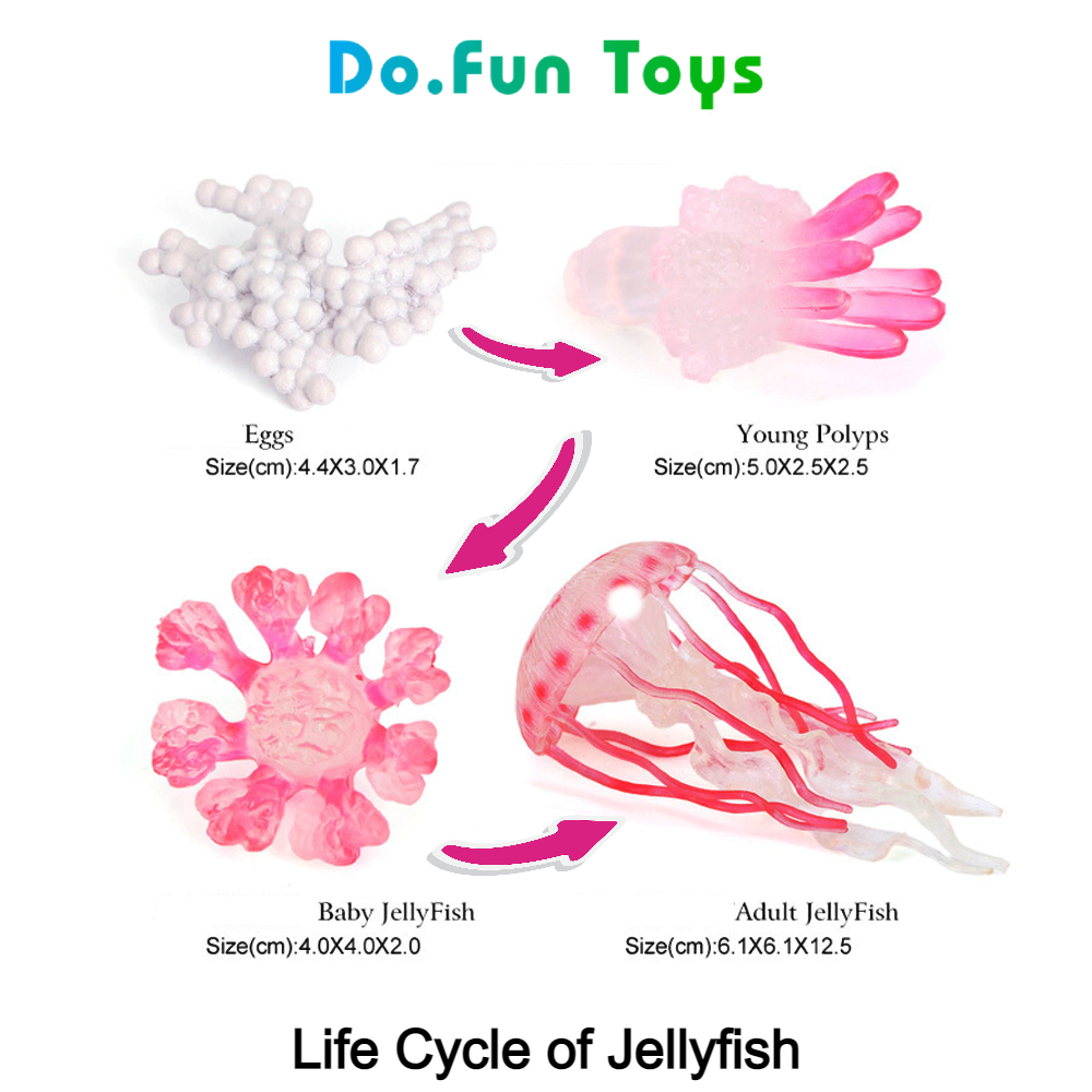Animal Figure Life Cycle of Jellyfish/Life Cycle of Jellyfish ...