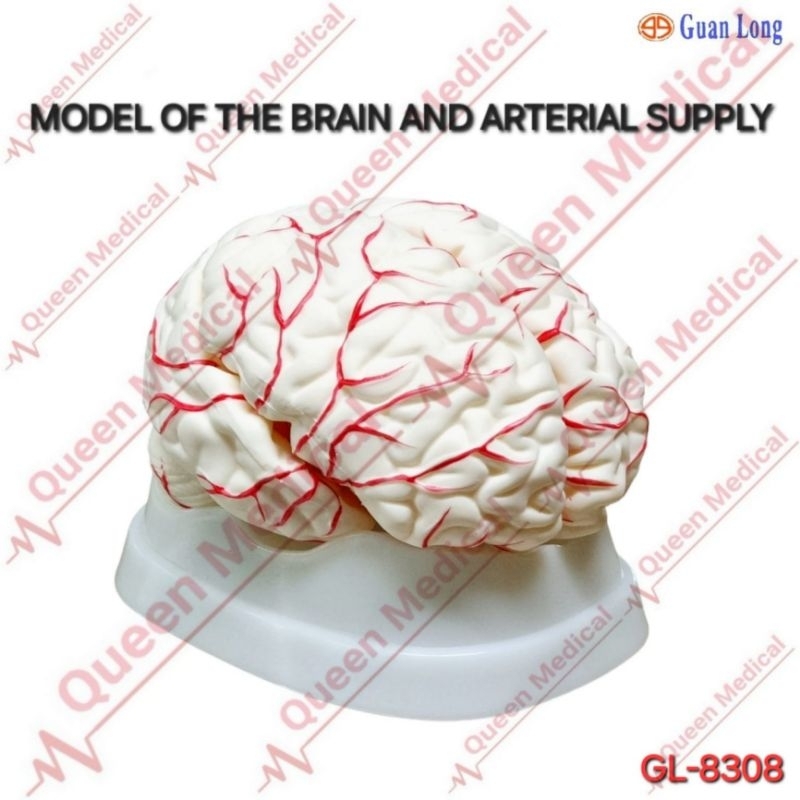 Props/Model of The Brain & Arterial Supply/Human Brain & Blood Vessels ...
