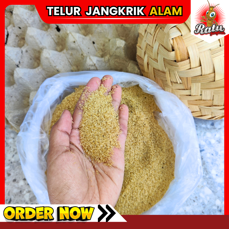 Super Quality Natural Cricket Eggs 500 gram Packaging Ready To Hatch ...