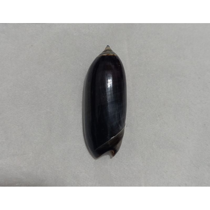 Oliva Oriola clam shell | Shopee Malaysia