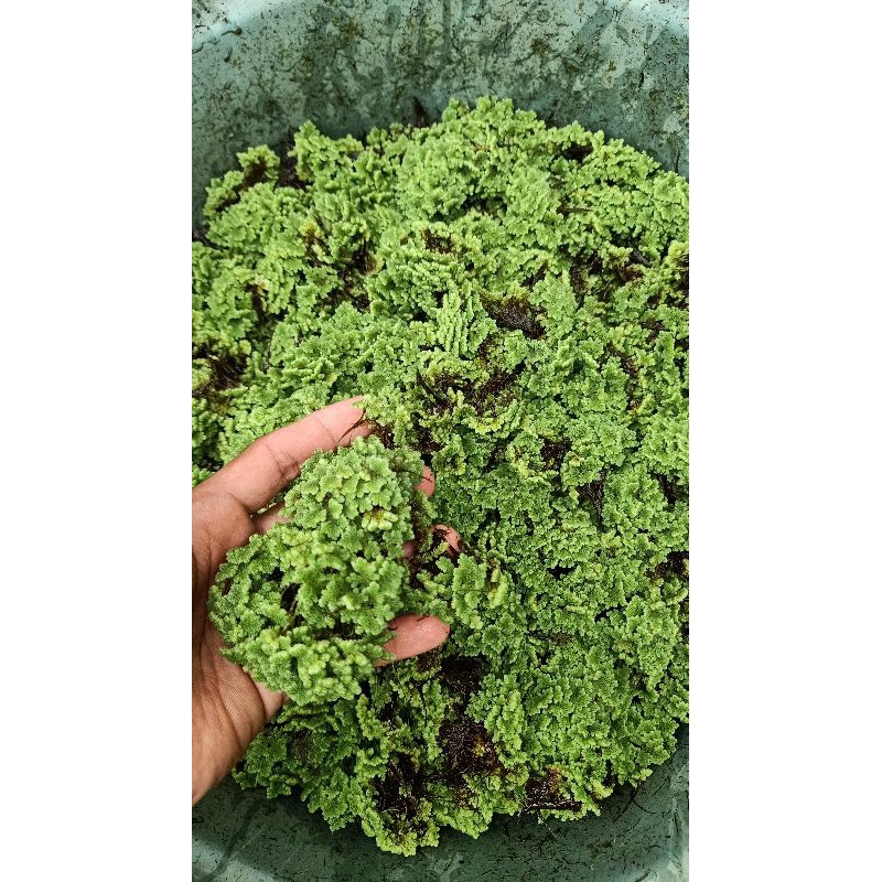 Azolla 1 KILO MICROPHYLLA AZOLA AZZOLLA ALTERNATIVE LIVESTOCK AND FISH ...