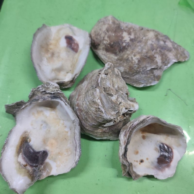 Oyster shell, Oyster shell, Oyster shell, filter media, koi pond media ...