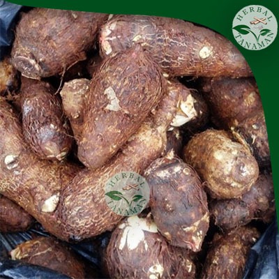 Best Taro Bulbs. Local Elephant Taro 1 kg | Shopee Malaysia