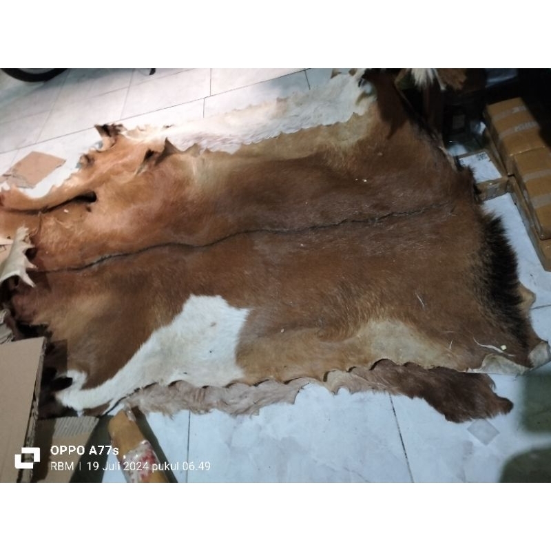 Dry goat skin ingredients | Shopee Malaysia