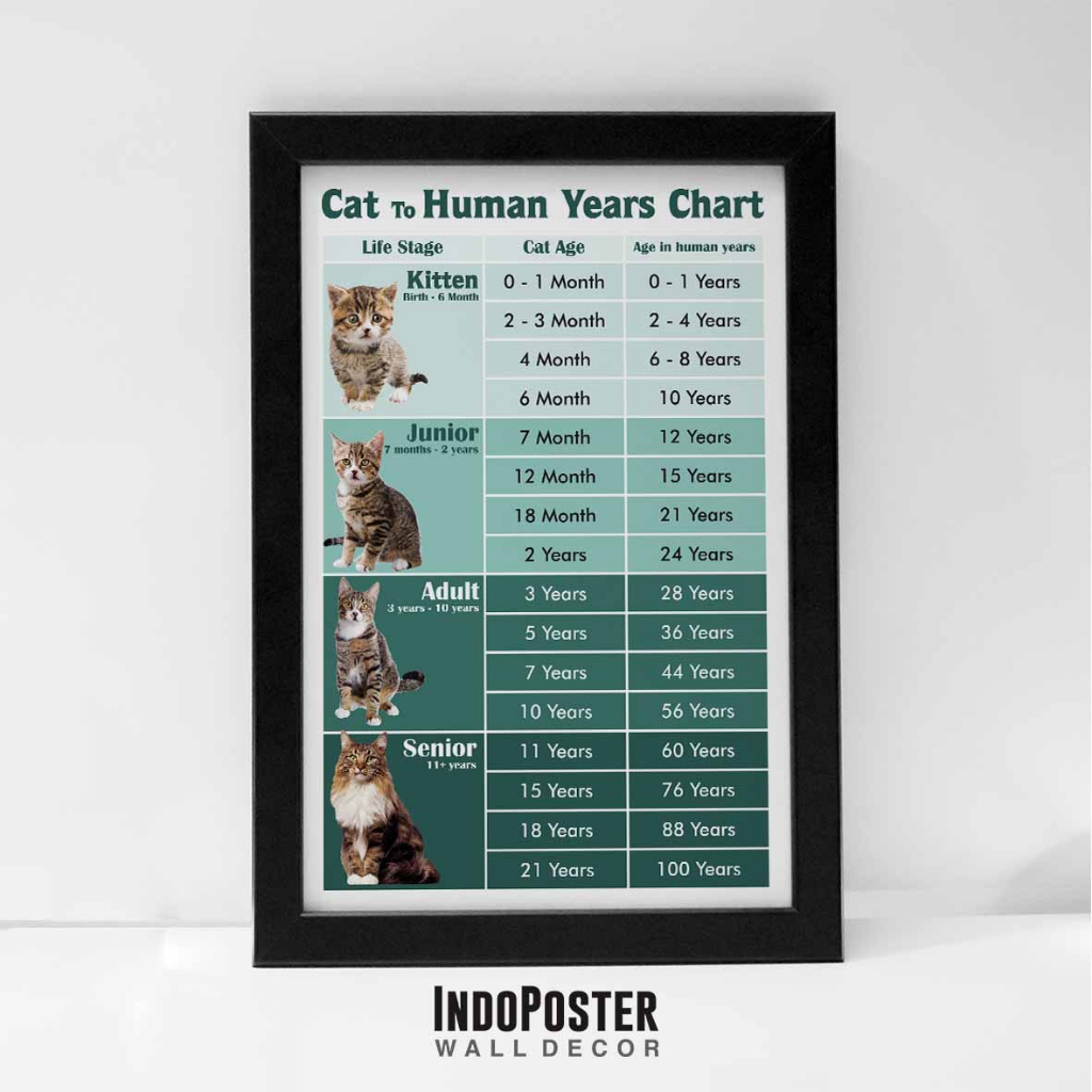 Poster Pet Shop Veterinary Clinic Cat Age Comparison Vet Clinic Pet ...