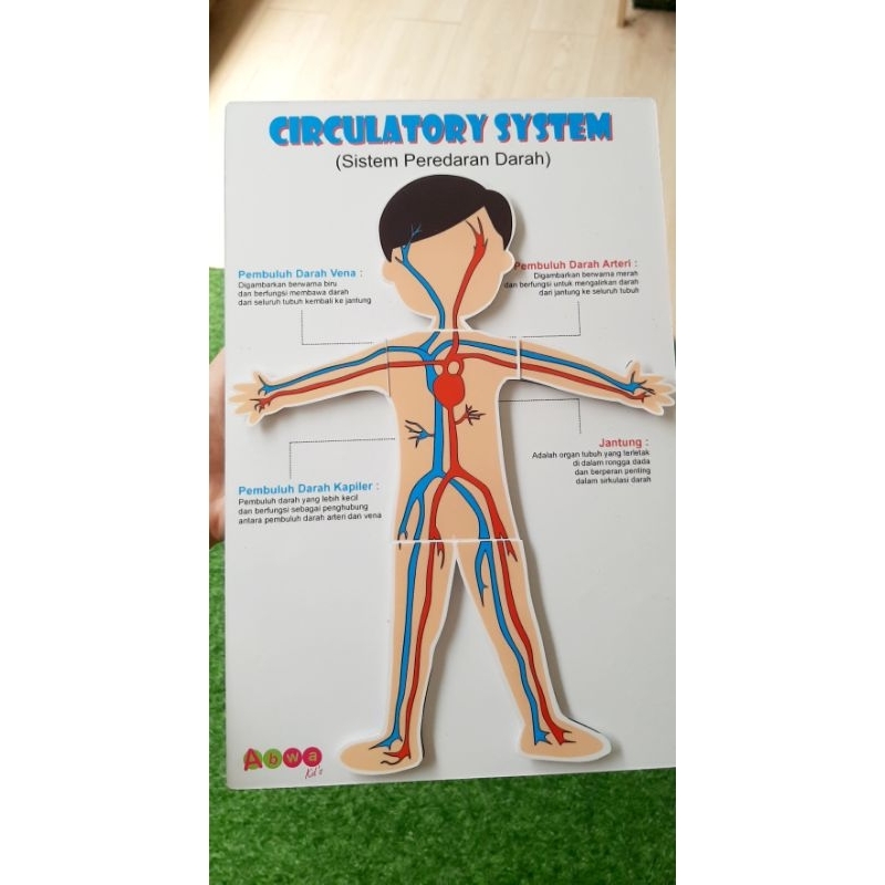 Magnetic Board Science Teaching Aids media montessori Circulatory ...