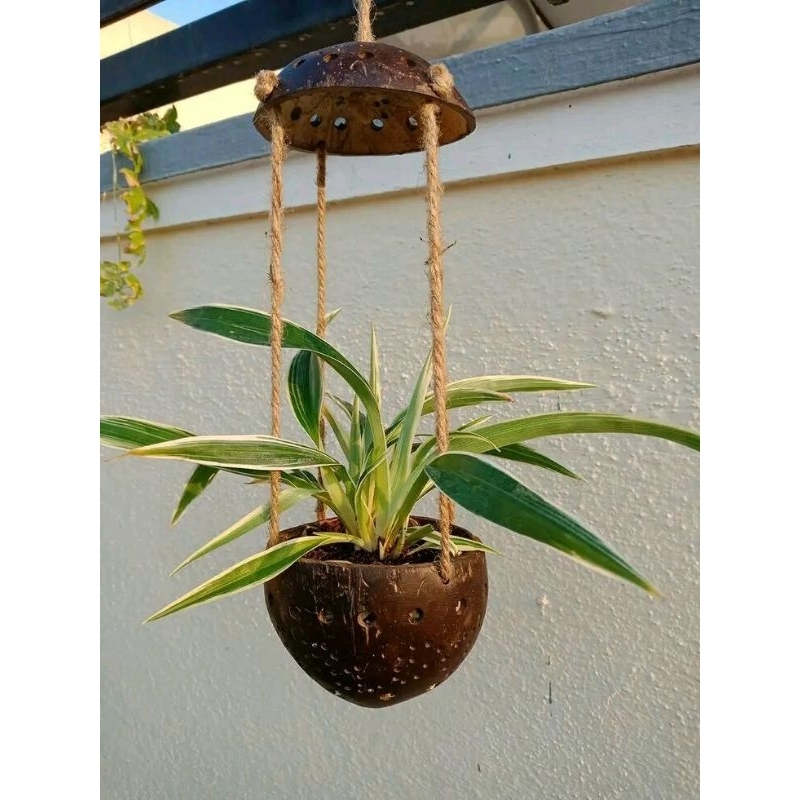 Unique Flower Pots, Hanging Pots, Coconut Shell Flower Pots, Hanging ...