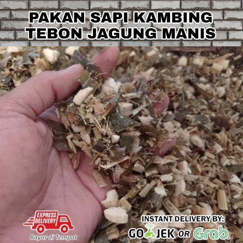 Feed for cows, goats, sheep, silage, sweet corn, odot pakcong | Shopee ...