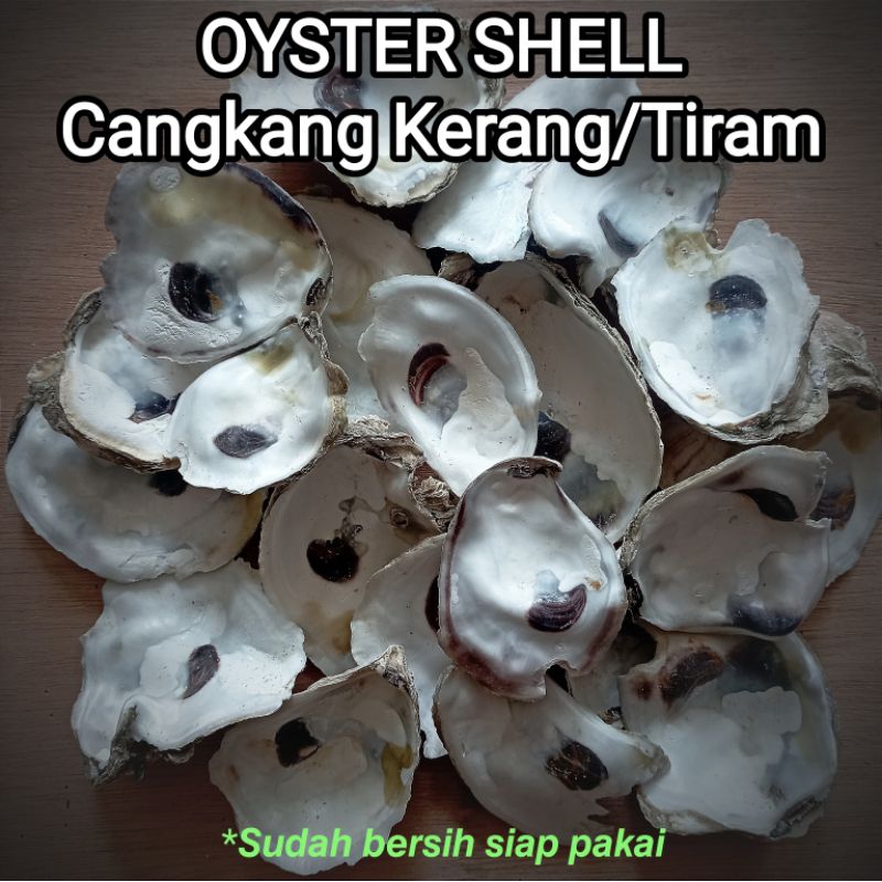 Oyster SHELL Clean Ready To Use - 15kg | Shopee Malaysia