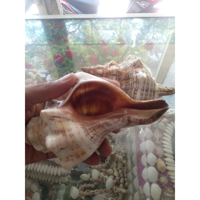 Shell of hermit crabs/snail Pleuroplaca trapezoidal | Shopee Malaysia