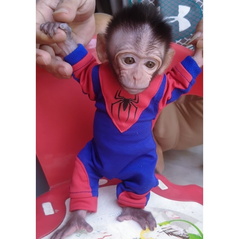 Spider mon shirt | Shopee Malaysia