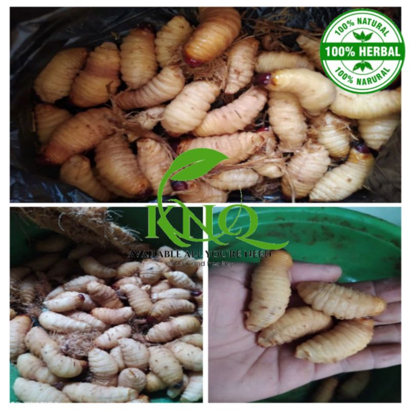 Sago caterpillars live original godon caterpillars | Shopee Malaysia