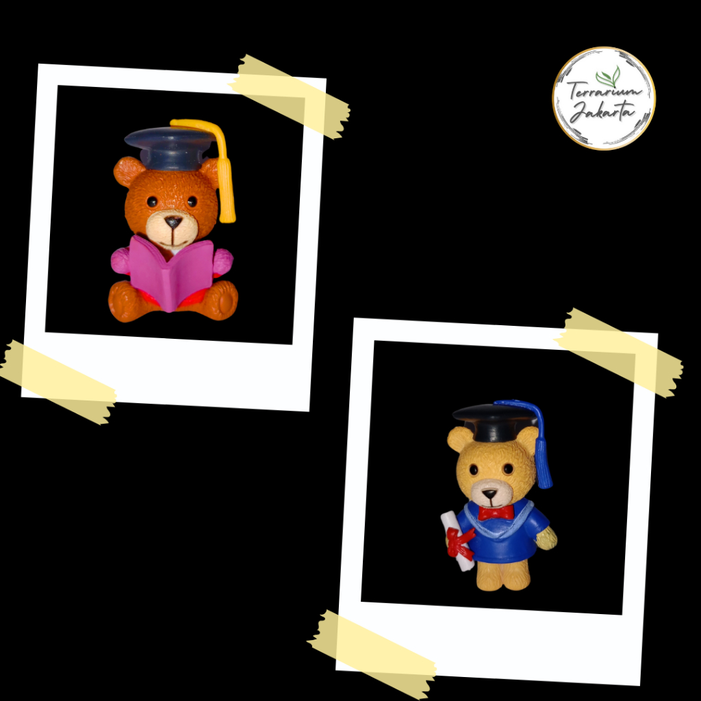 Miniature bear - graduation bear | Graduation gift Decoration |Mini ...