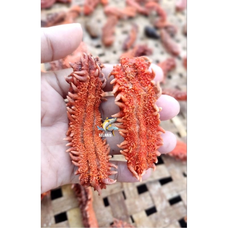 MERAH Pineapple Sea Cucumber, Red Sea Cucumber, Thorns Sea Cucumber ...