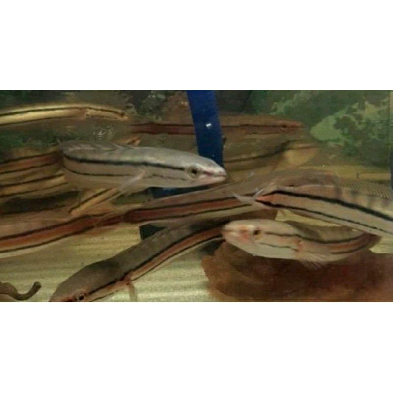 Baby toman 2-3 cm | Shopee Malaysia