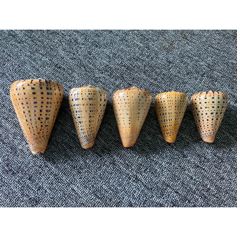 Betulinus Shell PART 2 | Shopee Malaysia