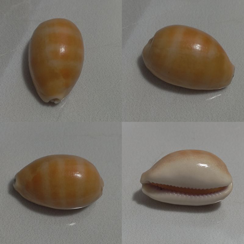 Lyncina leviathan titan Shell | Shopee Malaysia