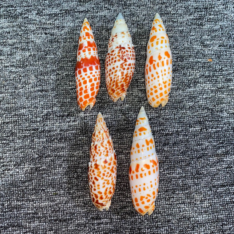 MITRA SHELL SHELL SHELLS | Shopee Malaysia