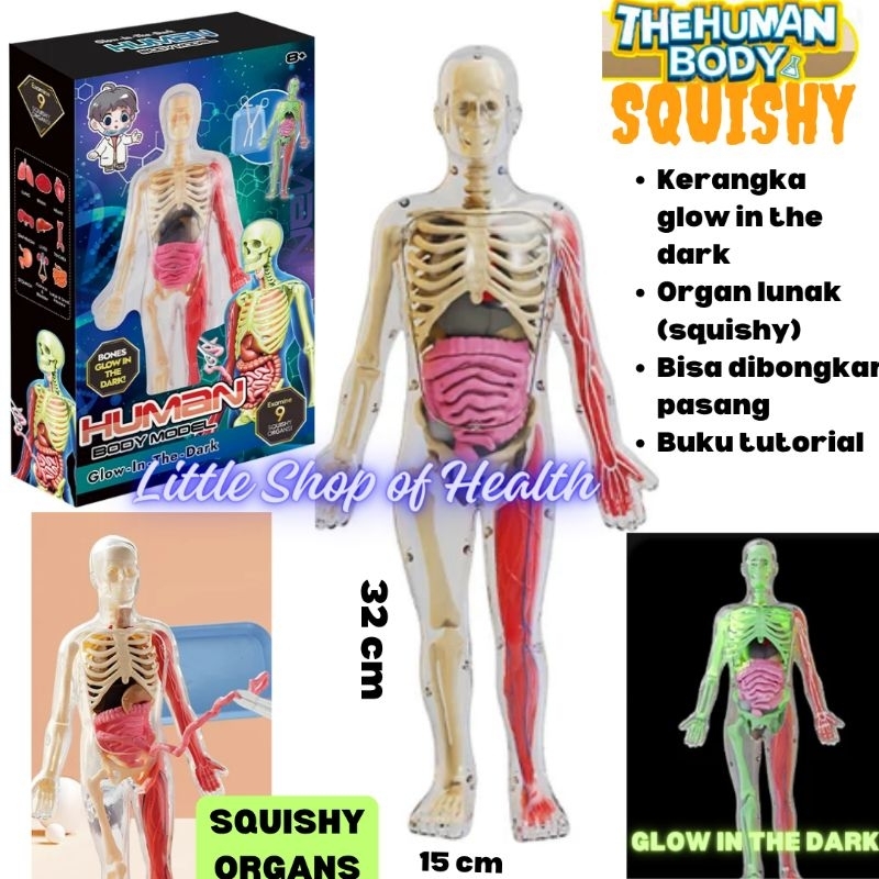 Human body Anatomy Model Toy Doctor Human body organs Human body torso ...
