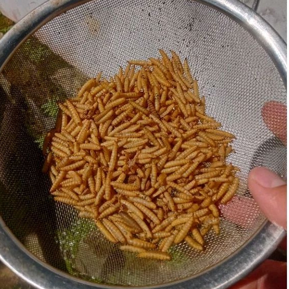 100gram Premium Dry Magot Real Picture | Shopee Malaysia