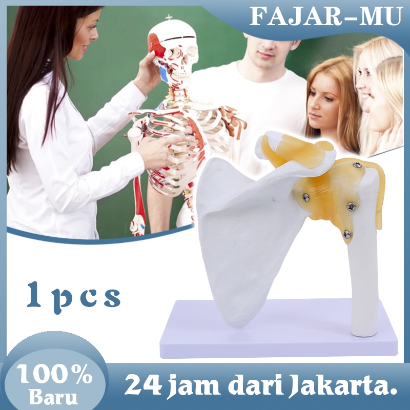 Human Shoulder Joint Bone Anatomical Props 1:1 Functional Human ...