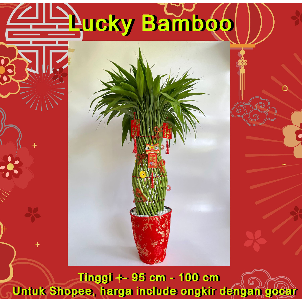 Original Bamboo Tree with Chinese New Year theme (Lucky Bamboo ...