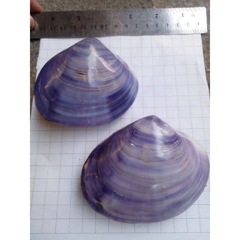 Shiny polished jumbo decorative shells | Shopee Malaysia