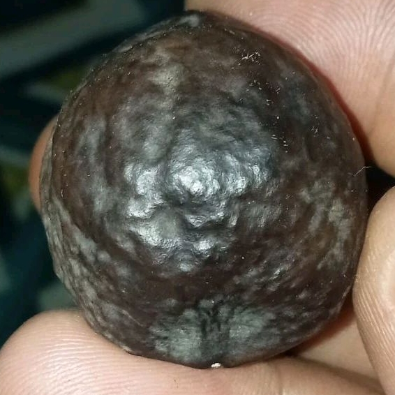 Muncang adu yanti/Mayit jalim jawa ori yanti 4G super nyonyo | Shopee ...