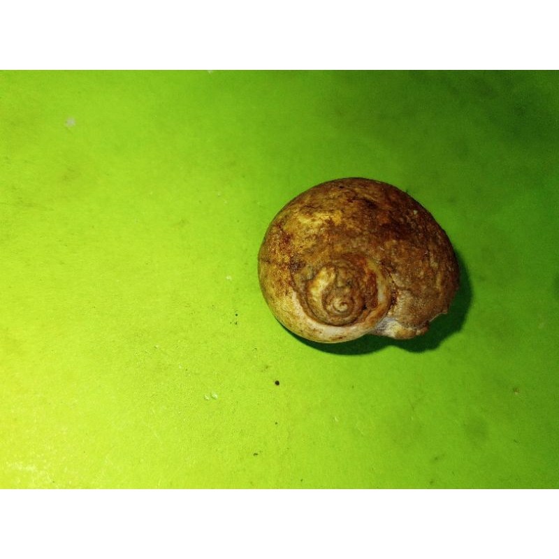 Heirloom stone cabbage Buntet safety (buy Ombo) | Shopee Malaysia